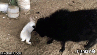 Гифки дня от Alorous за 14 июля 2016 на Fishki.net